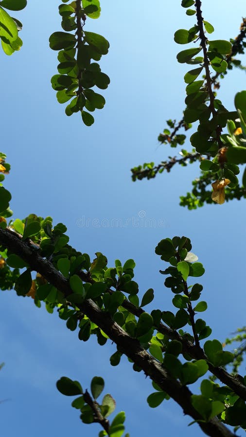 Random Branches Form a Tree Stock Image - Image of leaves, outdoor ...