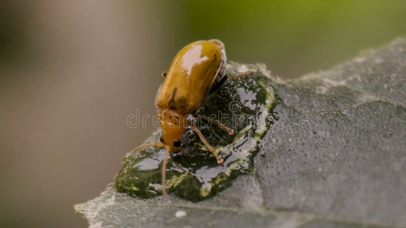 A Random Bug from Our Garden Stock Image - Image of random, nature ...