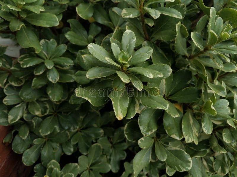 Random Bush I& X27;ve Taken Stock Photo - Image of nature, random ...