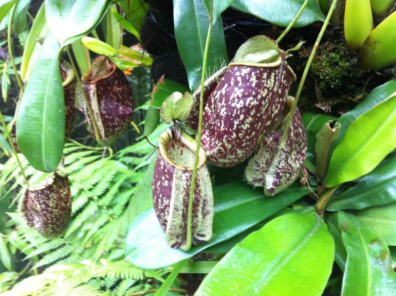 Random Capture of a Pitcher Plant in a Forest Stock Image - Image of ...