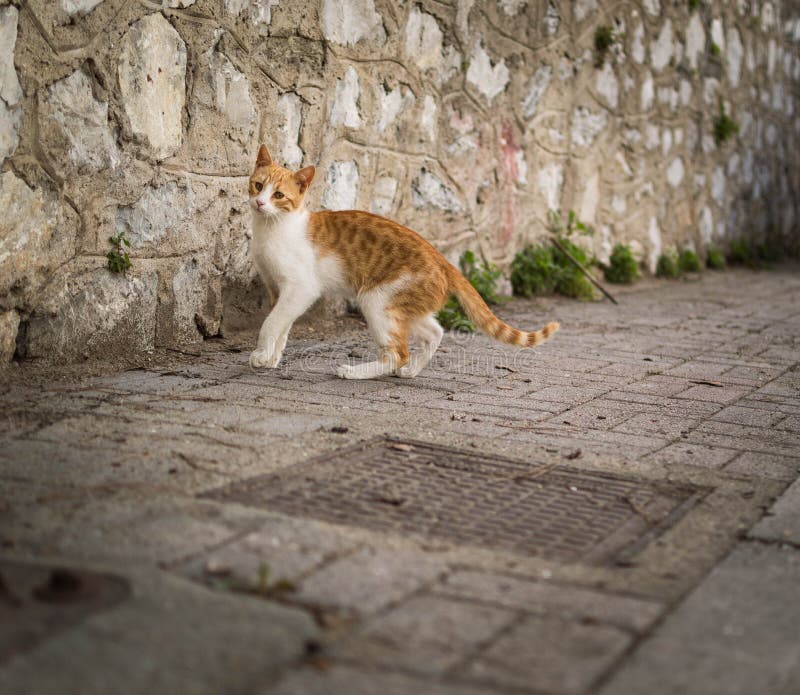 Random cat passing by stock photo. Image of passing - 217439960