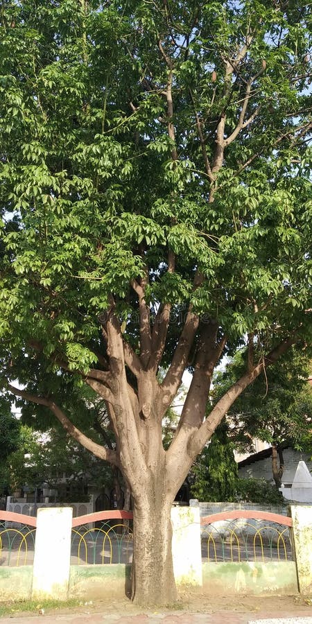 Random Click on the Garden Tree Stock Image - Image of green, leaves ...