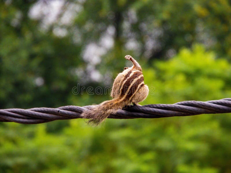 Random Picture of Cute Squirrel Stock Image - Image of squirrel, random ...