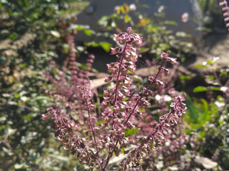 Random clicks stock image. Image of famous, natural, random - 81096345