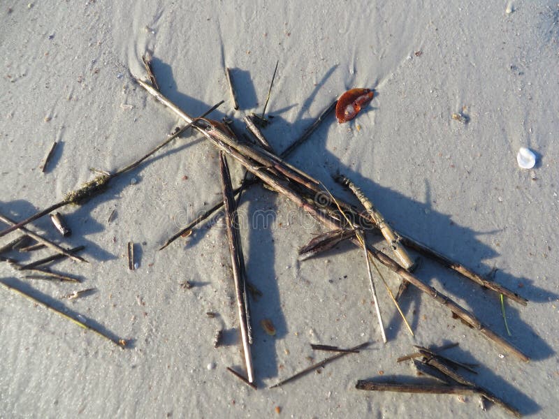 Random Pattern of Reeds and Natural Objects on Florida Beach. Stock ...