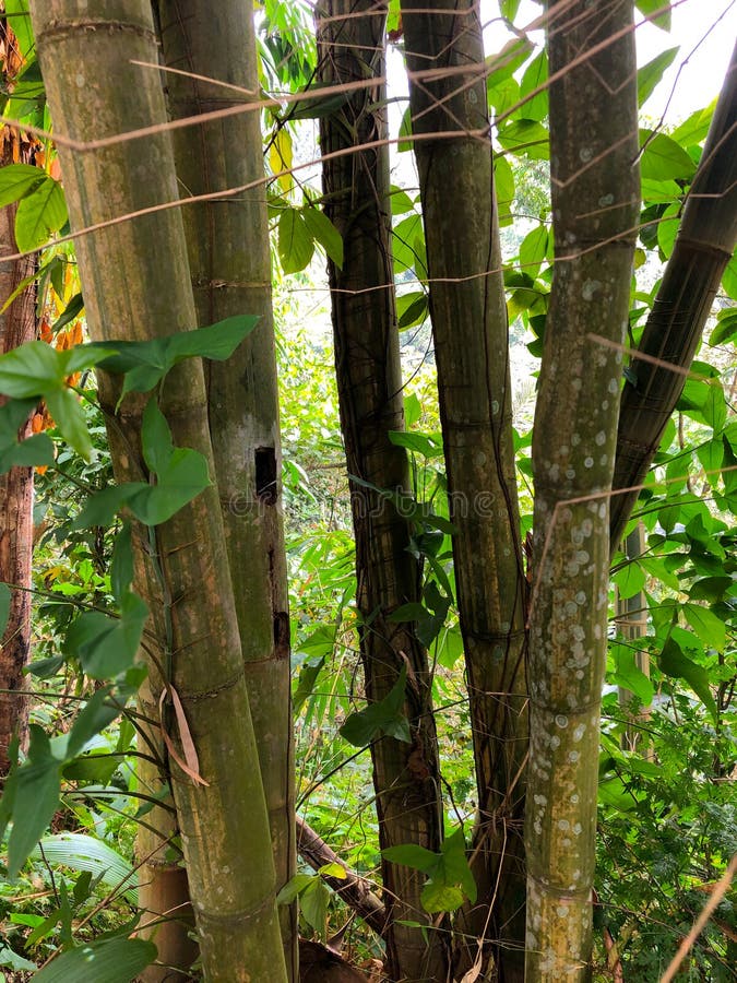 Random Collection of Autumn Leaves Stock Photo - Image of textures ...