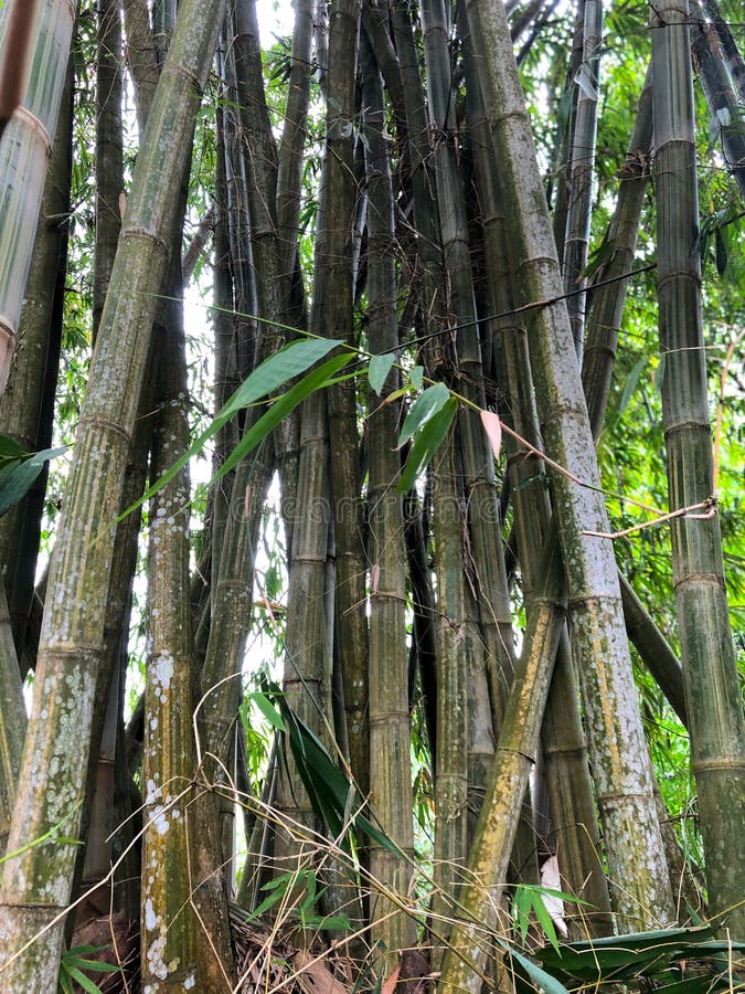 Random Collection of Bamboo Trees, Tall and Green Stock Image - Image ...