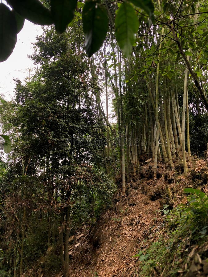 Random Collection of Autumn Leaves Stock Photo - Image of textures ...