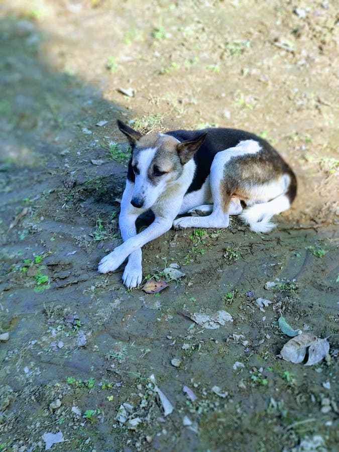 Random Dog stock photo. Image of clicks, dogs, random - 195026512