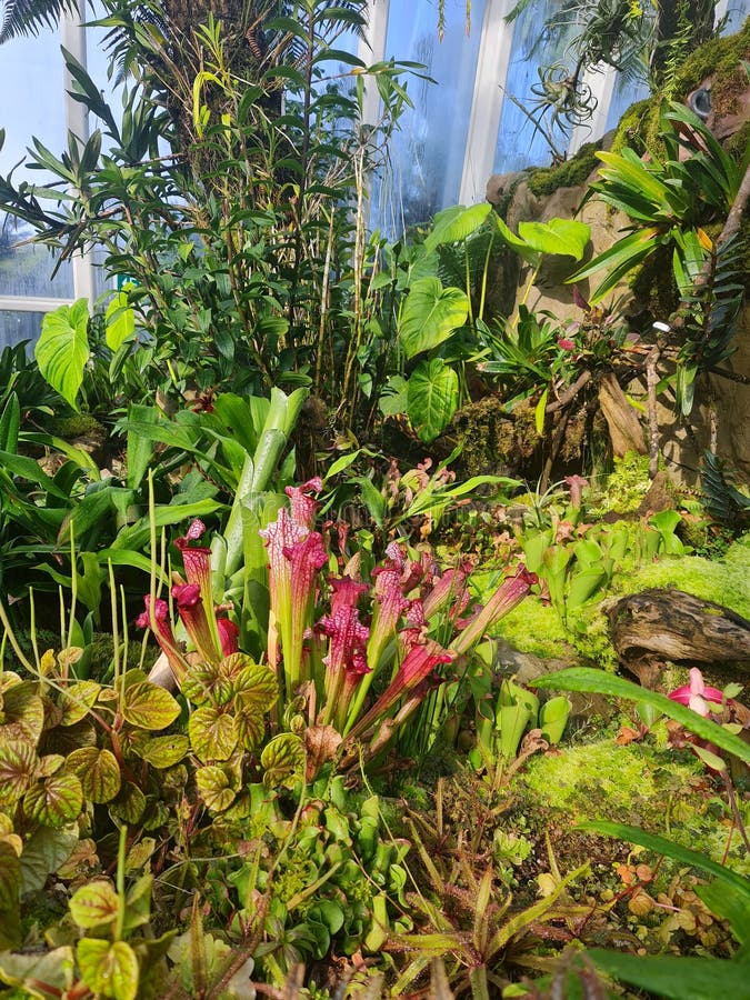 Random Flaura Colours stock image. Image of garden, flower - 259027141