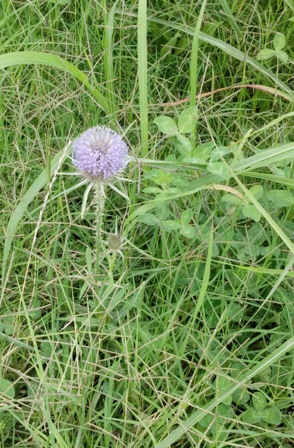 Random Flower Bloom in the Wild Stock Photo - Image of landscape ...