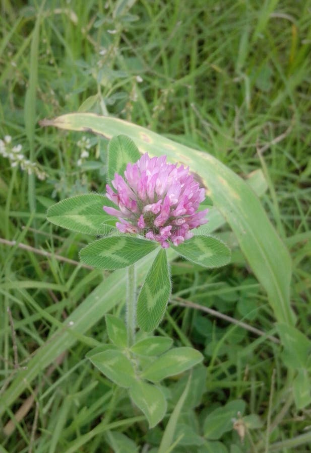Random Flower Bloom in the Wild Stock Image - Image of landscape ...