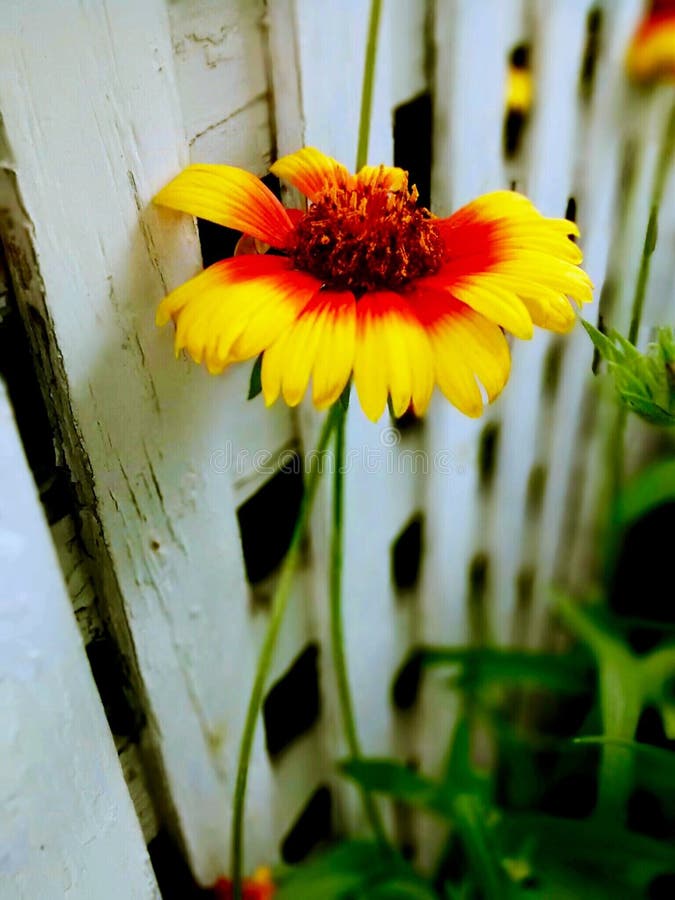 Random Flower Bloom in the Wild Stock Image - Image of landscape ...