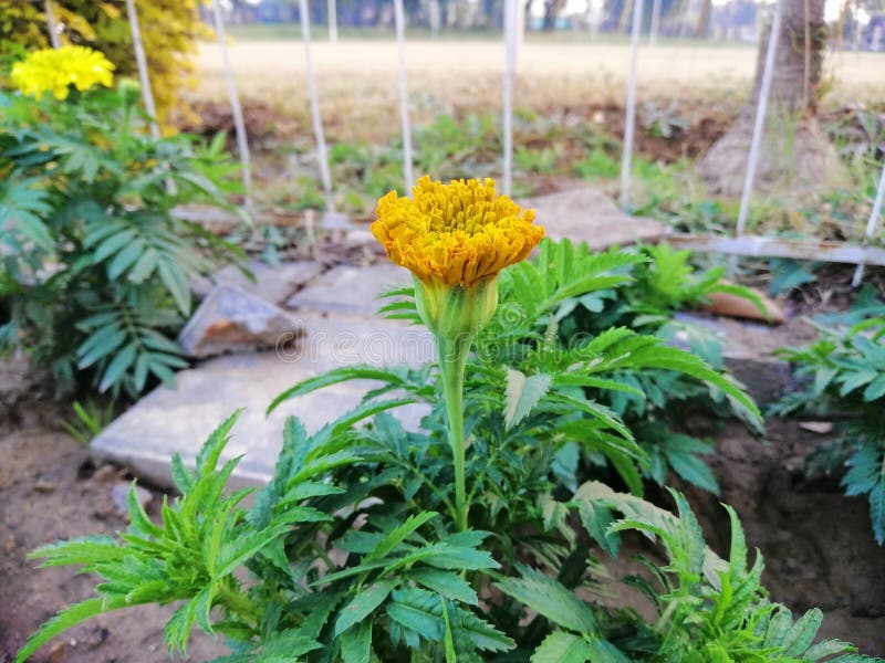 Random flower stock photo. Image of flowers, random - 134319986