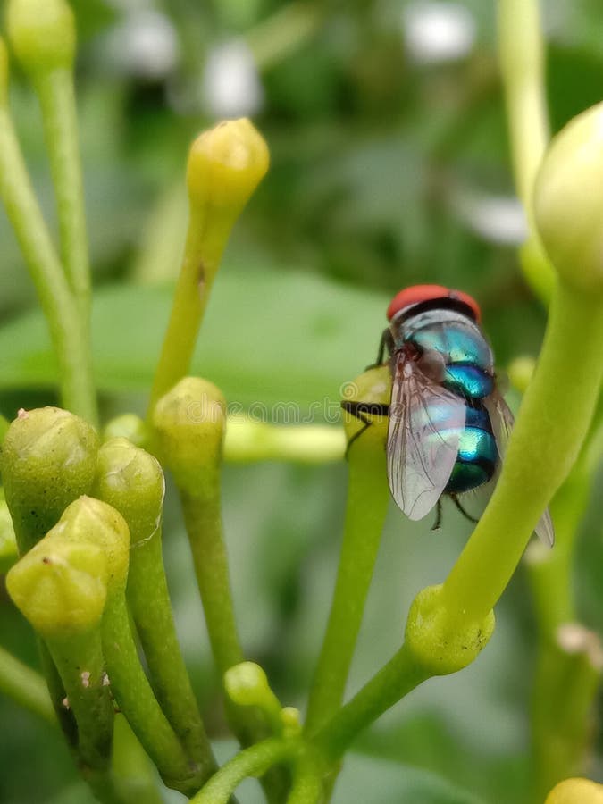 A random fly stock photo. Image of invertebrate, flower - 212459682