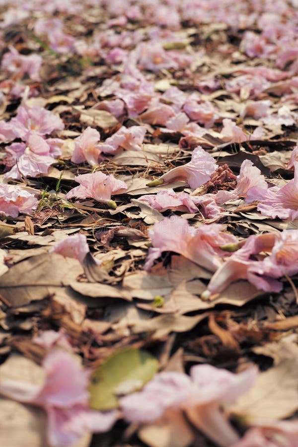 Random Focus on the Falls of Blossom Pink Flowers on the Ground with ...