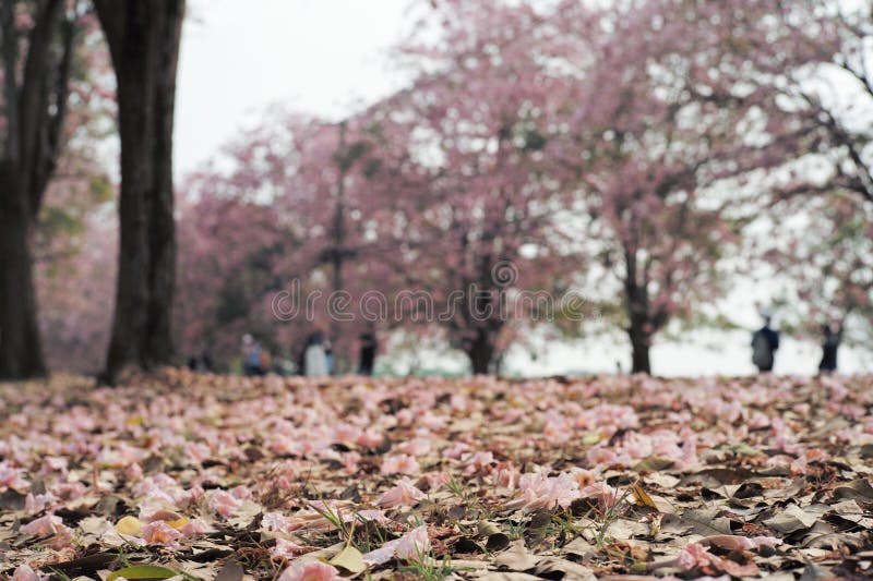 Random Focus on the Falls of Blossom Pink Flowers on the Ground with ...
