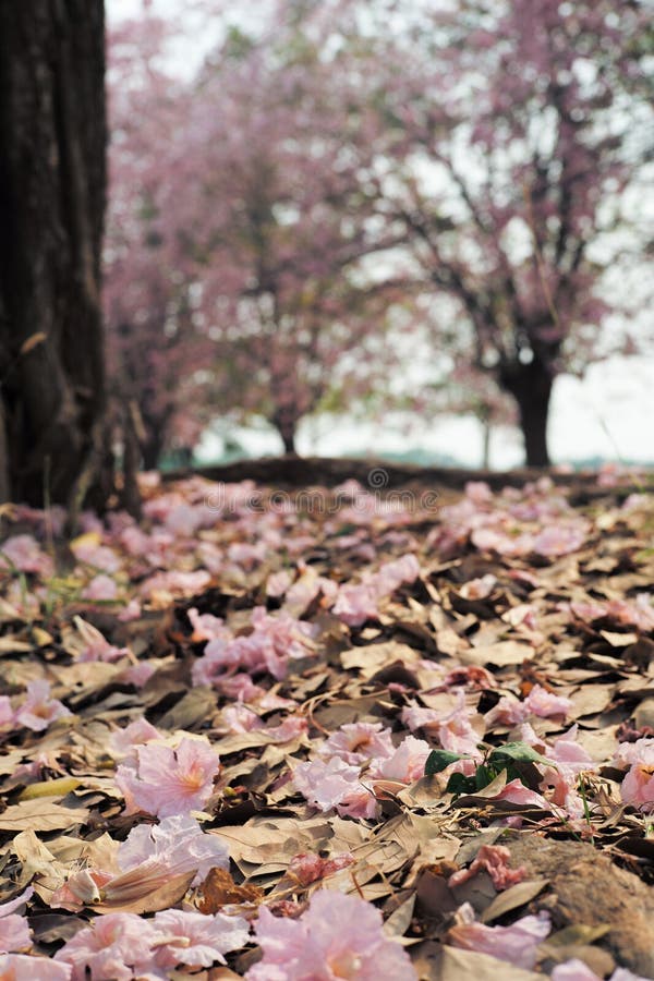 Random Focus on the Falls of Blossom Pink Flowers on the Ground with ...