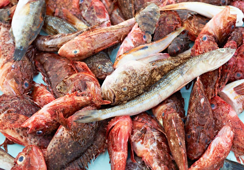 Cod-fish For Sale On Market Stock Photo - Image of provence, fish: 36656820