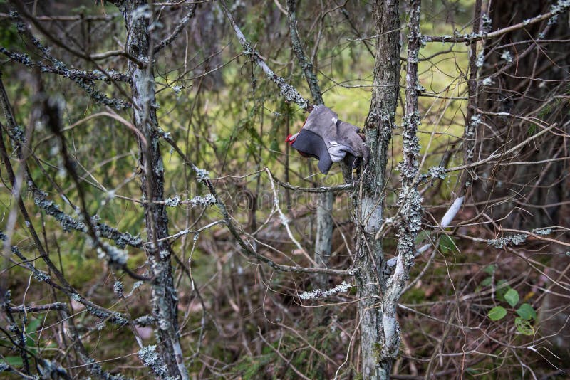 Random Garbage Junk Items Left in Nature Trails after Tourists Stock ...