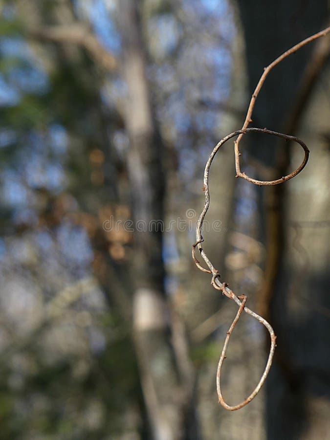 A Grapevine in the Forest Curling Back on Itself Creating Circles Stock ...