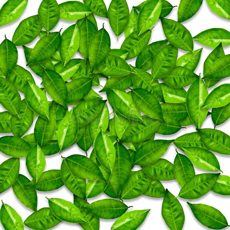 Random Green Leaves Isolated on White Background Stock Photo - Image of ...