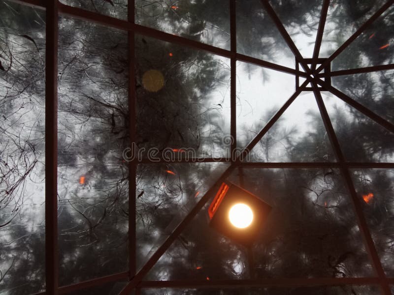 Random light in forest stock photo. Image of reflection - 203731772