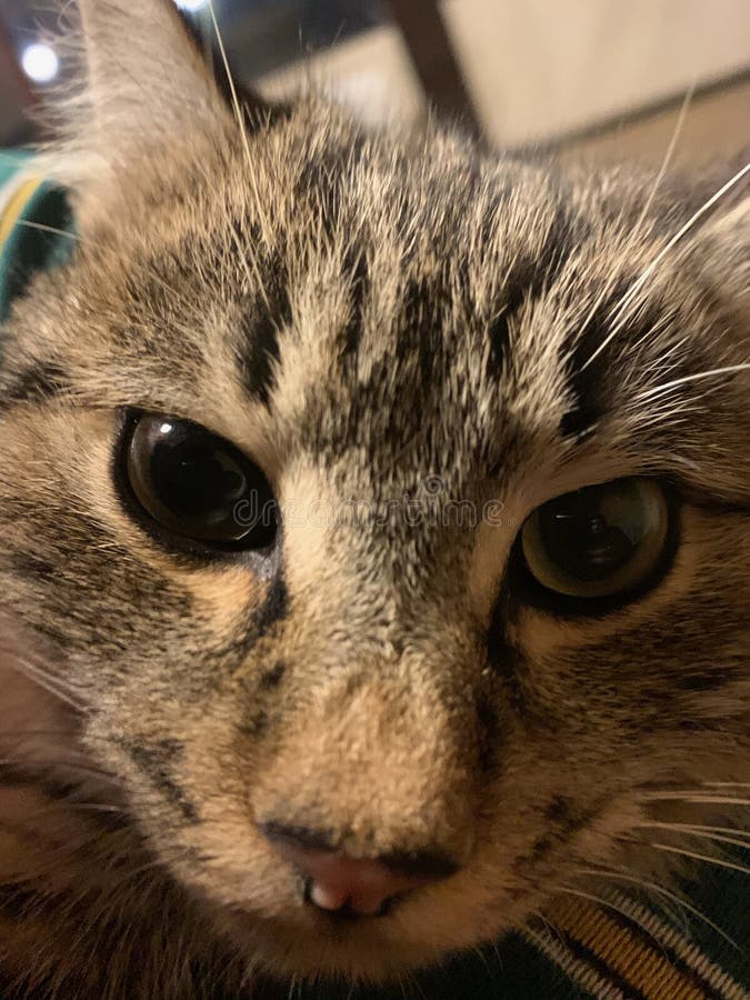 Random meow stock image. Image of animals, meow, random - 289710799