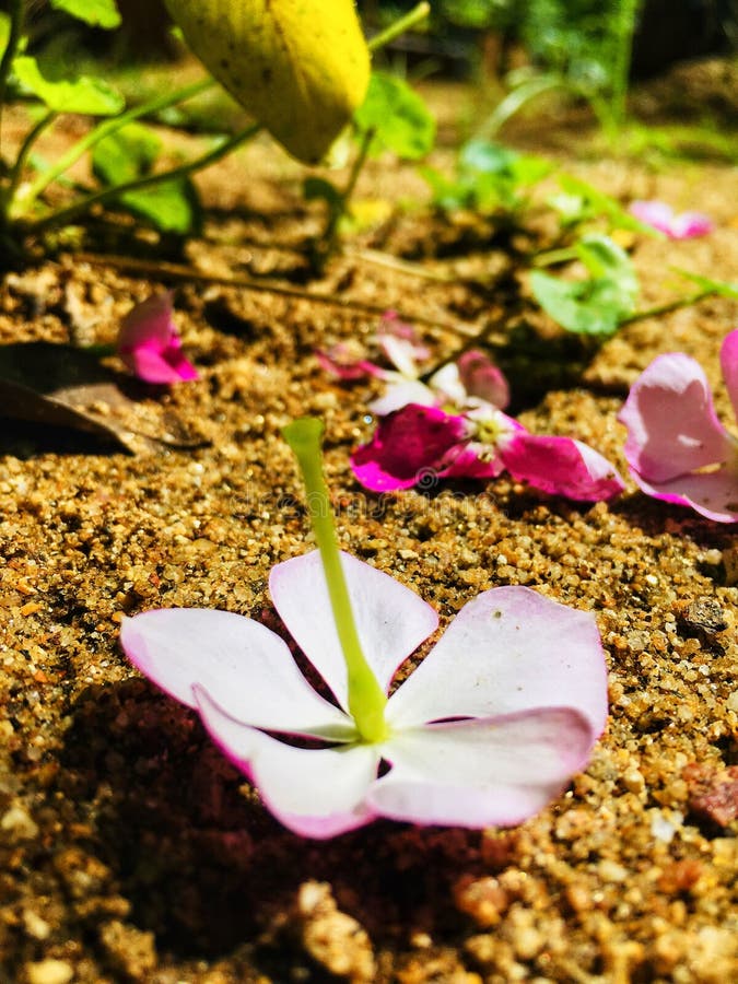 Random Moment of Pink Flowers Stock Image - Image of produce, shrub ...