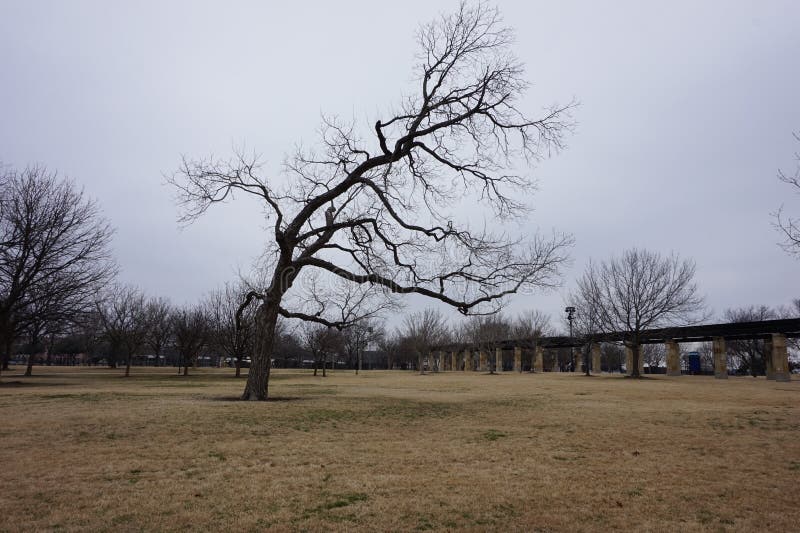Random Park Tree 1 stock image. Image of cloudy, fields - 210363071