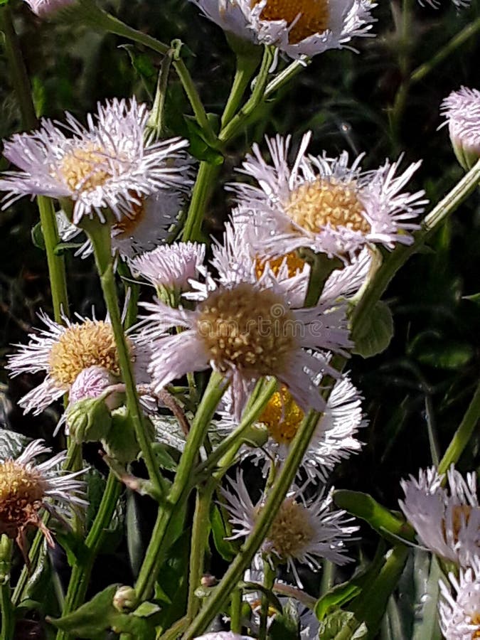 Random Photo of Flowers in the Front Yard Stock Photo - Image of leaf ...