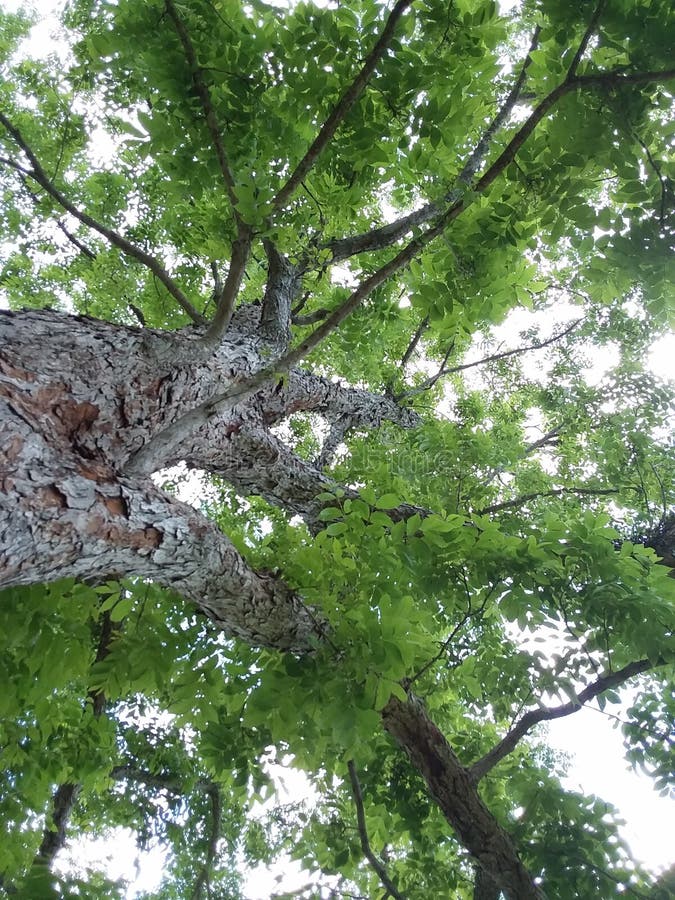 Random Photo Straight from Camera Stock Image - Image of nature, plants ...