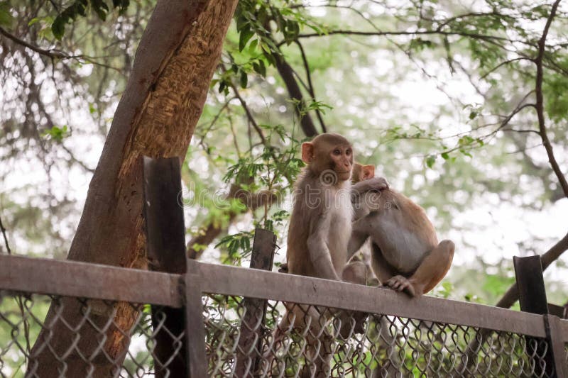 Random Picture of Monkeys Playing on Trees Stock Photo - Image of ...