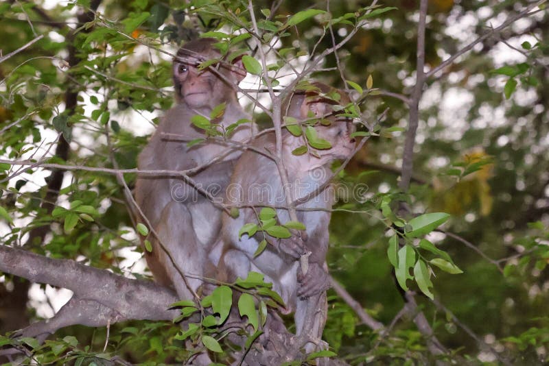 Random Picture of Monkeys Playing on Trees. Stock Image - Image of ...