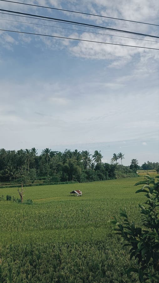 Random Picture of My Gallery Stock Photo - Image of tree, flower: 272021326