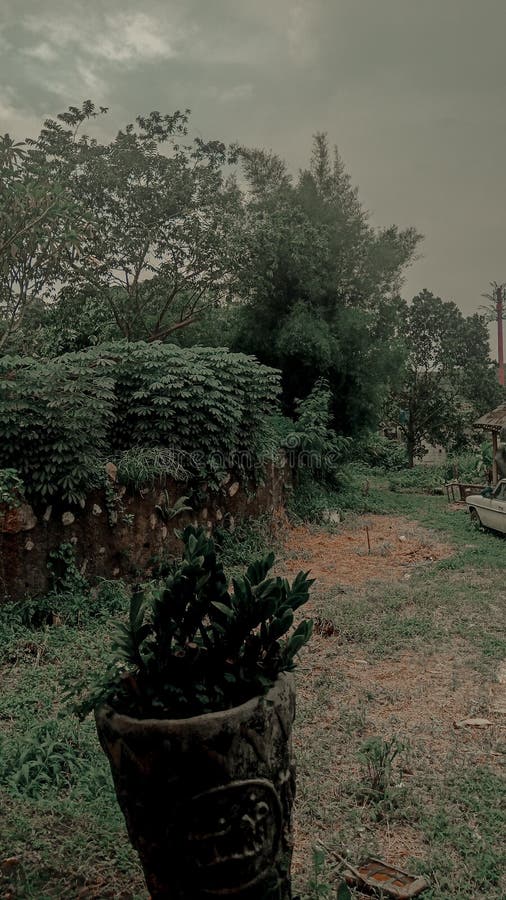 Random Picture My Garden stock photo. Image of jungle - 265957258