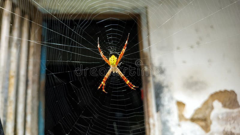 Red Clay Spider Hanging on Its Spider Web Stock Photo - Image of drop ...