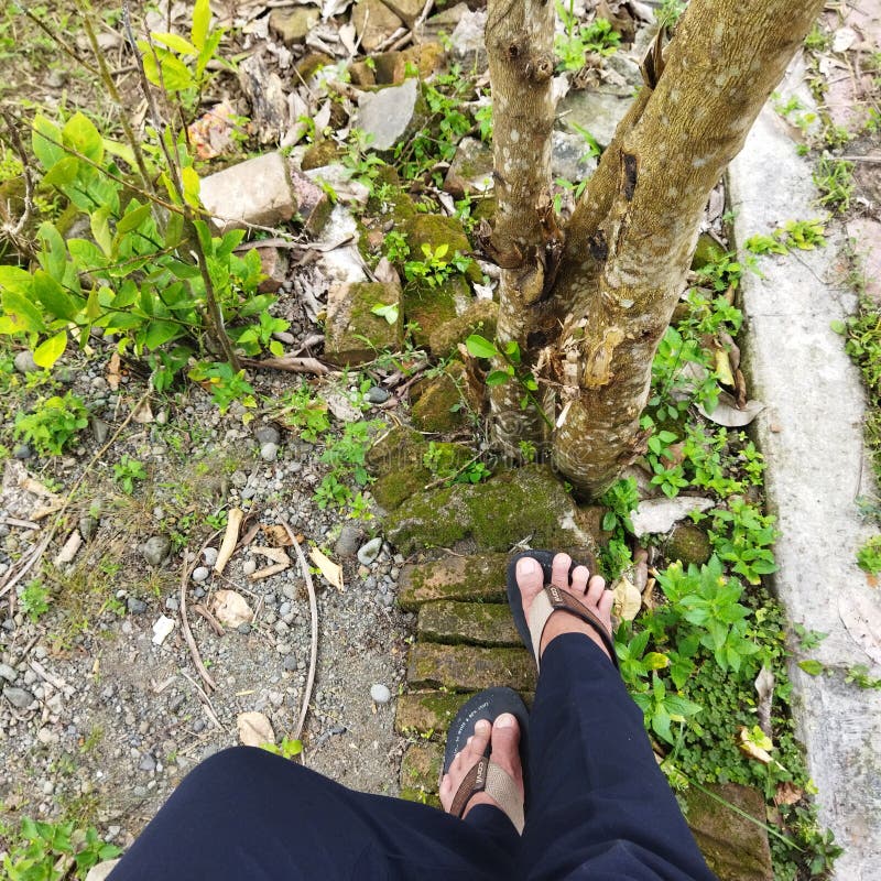 Random Picture Side the Tree and Looks Calm Stock Photo - Image of ...