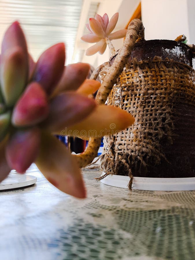 Random Picture of Succulent Stock Photo - Image of dessert, organ ...