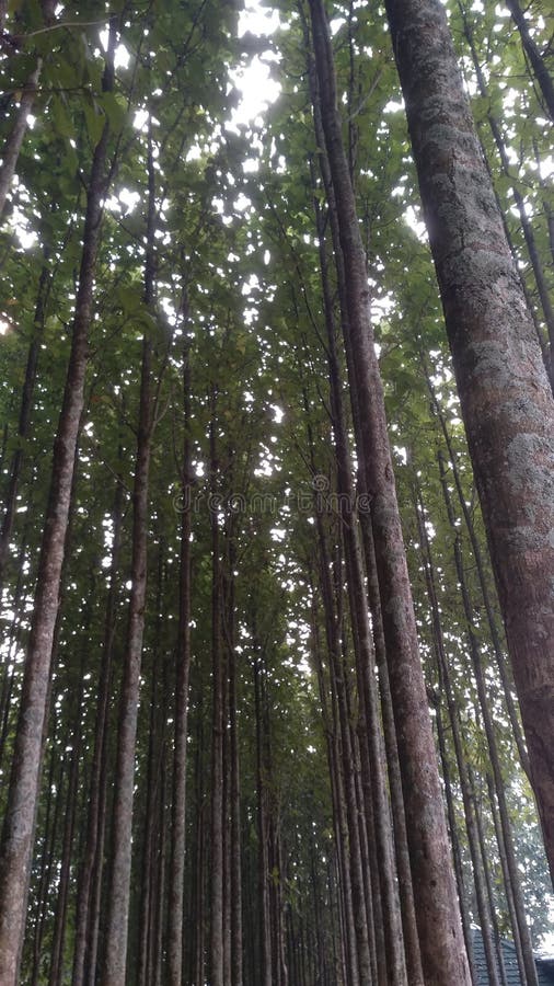 Random picture of woods stock photo. Image of color - 219002944