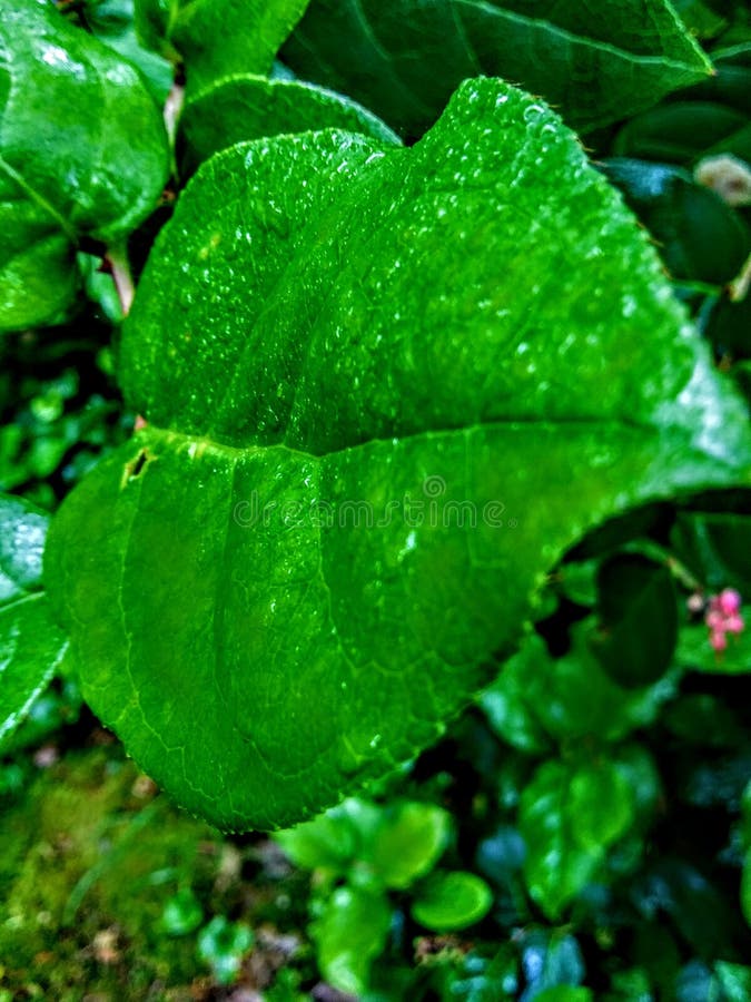Random plant on the coast stock image. Image of soil - 187708183