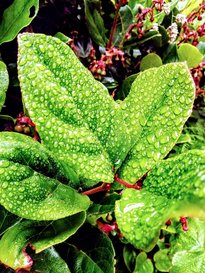 Random plant on the coast stock image. Image of nature - 187708193