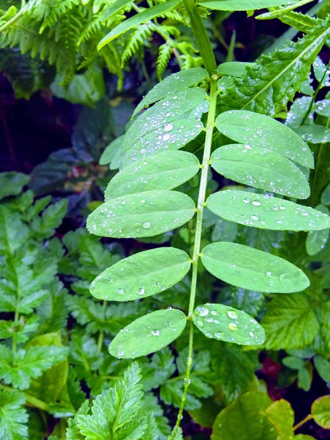 Random plant on the coast stock image. Image of evergreen - 187709183