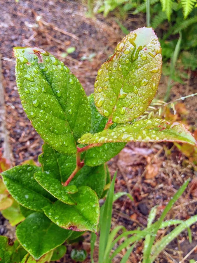 Random plant on the coast stock image. Image of leaf - 187709185