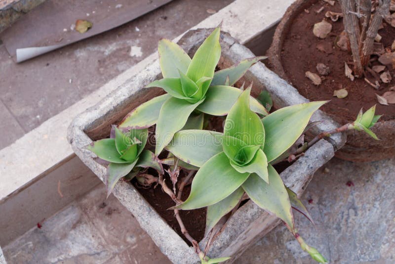 Random Plant Picture in Broad Daylight Stock Image - Image of square ...