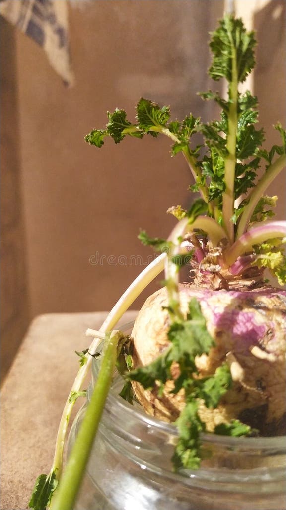 Random plant stock image. Image of random, mustard, green - 170409509