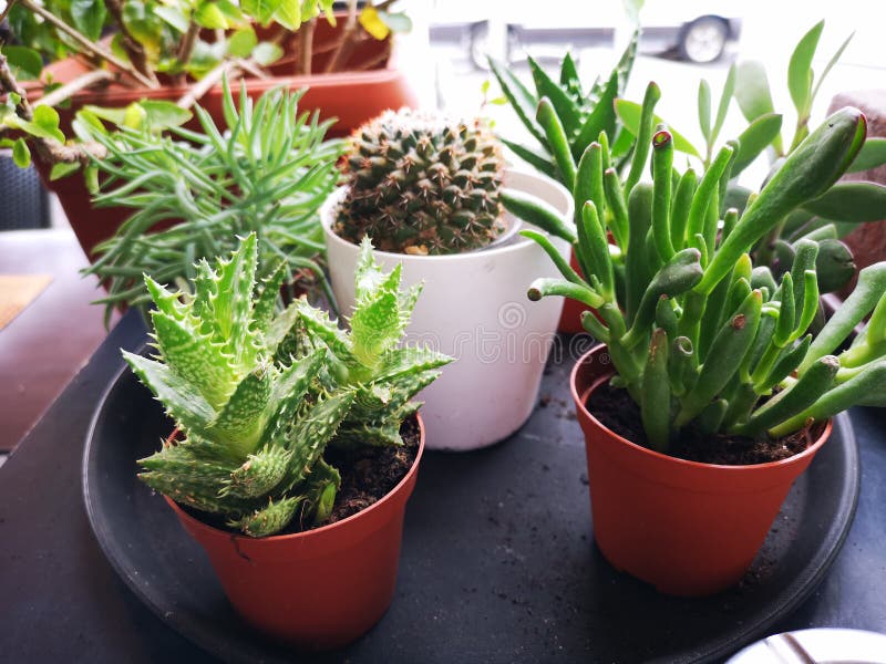 Random plants stock image. Image of ecosystem, important - 115910273