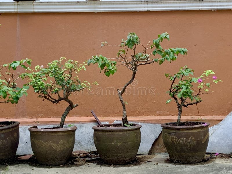 Random Plants in the Street Stock Photo - Image of trees, wall: 375576496