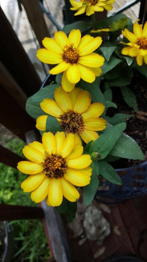 Random pretty flowers stock photo. Image of pretty, shot - 91985604