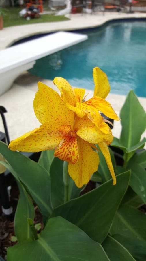 Random pretty flowers stock photo. Image of petal, random - 91985650